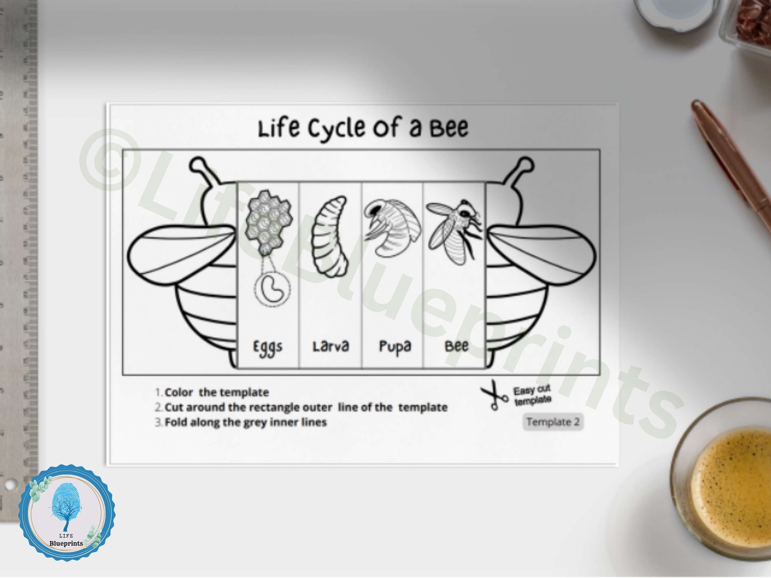 Actividad de aprendizaje plegable del ciclo de vida de las abejas para ...