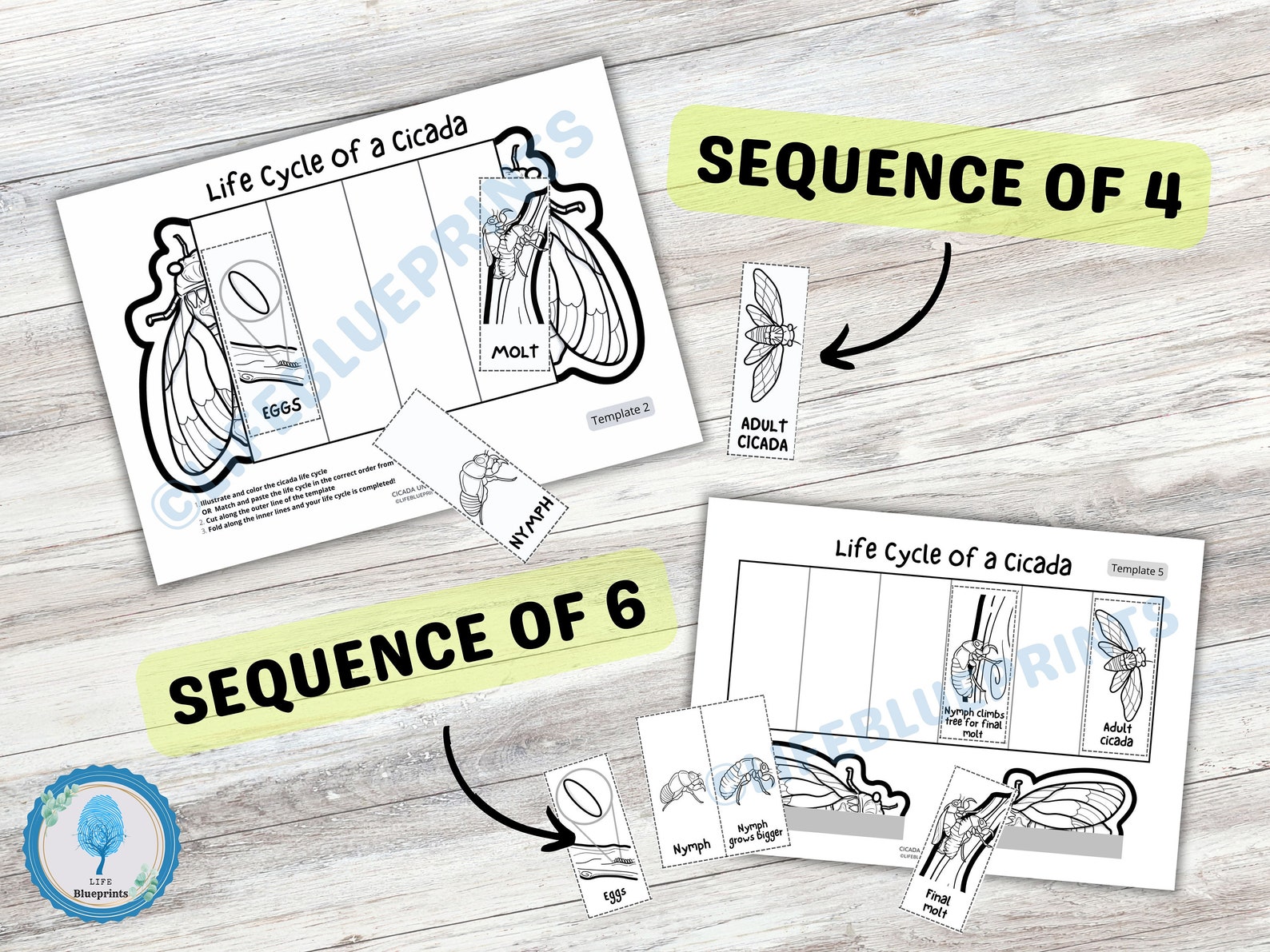 Foldable Cicada Life Cycle Learning Activity for Kids A4 and 11x8.5 ...