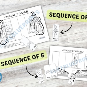 Foldable Cicada Life Cycle Learning Activity for Kids | A4 and 11x8.5 ...