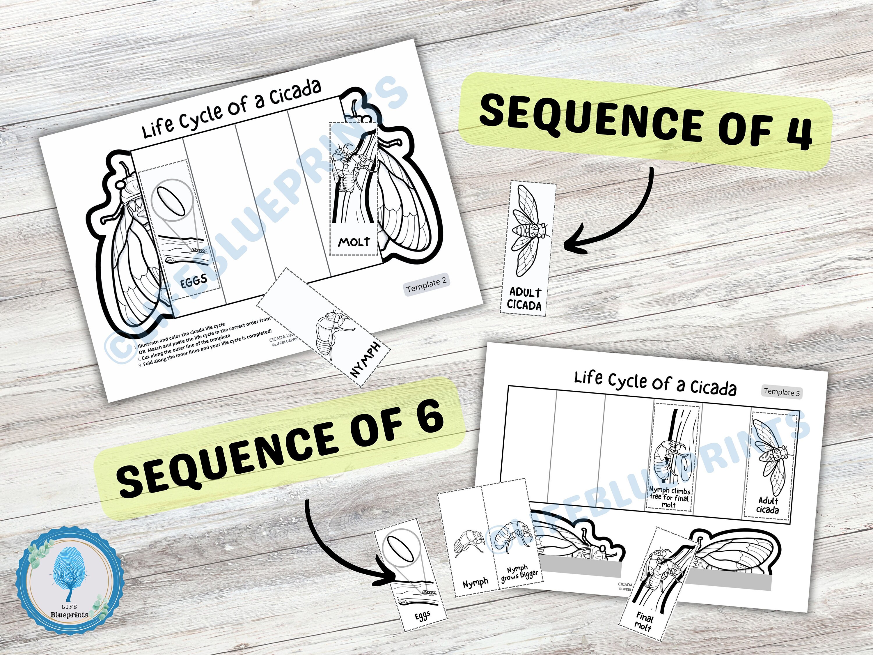 Foldable Cicada Life Cycle Learning Activity for Kids A4 and 11x8.5 ...