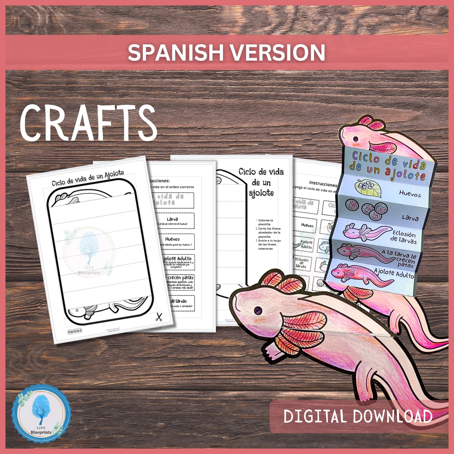 SPANISH Axolotl Life Cycle Unit Study Includes Posters, Flashcards ...