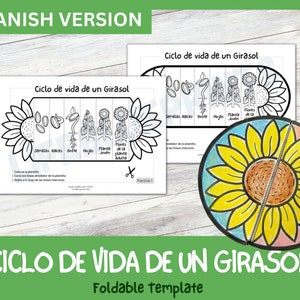 SPANISH Life Cycle of Sunflower Plant | Foldable Life Cycle Craft ...