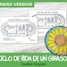 SPANISH Life Cycle of Sunflower Plant Foldable Life Cycle Craft Digital ...