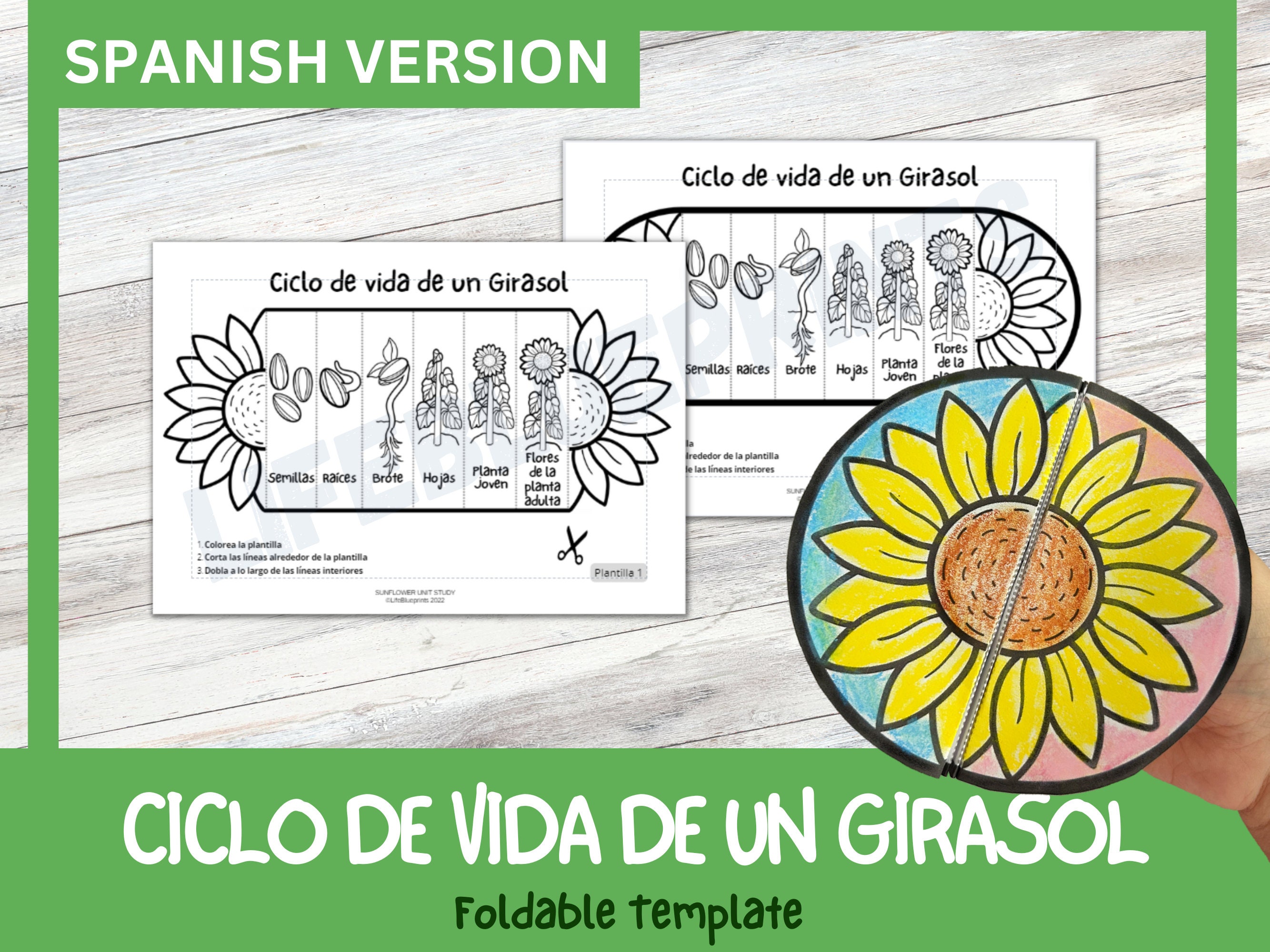SPANISH Life Cycle of Sunflower Plant Foldable Life Cycle Craft Digital ...