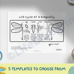 Foldable Dragonfly Life Cycle Learning Activity for Kids | A4 and 11x8 ...