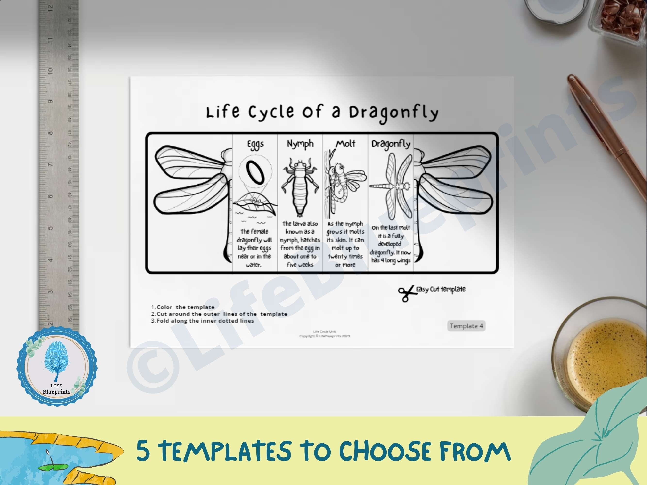 Foldable Dragonfly Life Cycle Learning Activity for Kids A4 and 11x8.5 ...