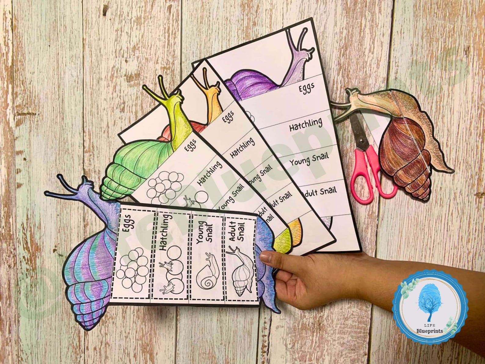 Foldable Snail Life Cycle Learning Activity for Kids | A4 and 11x8.5 ...