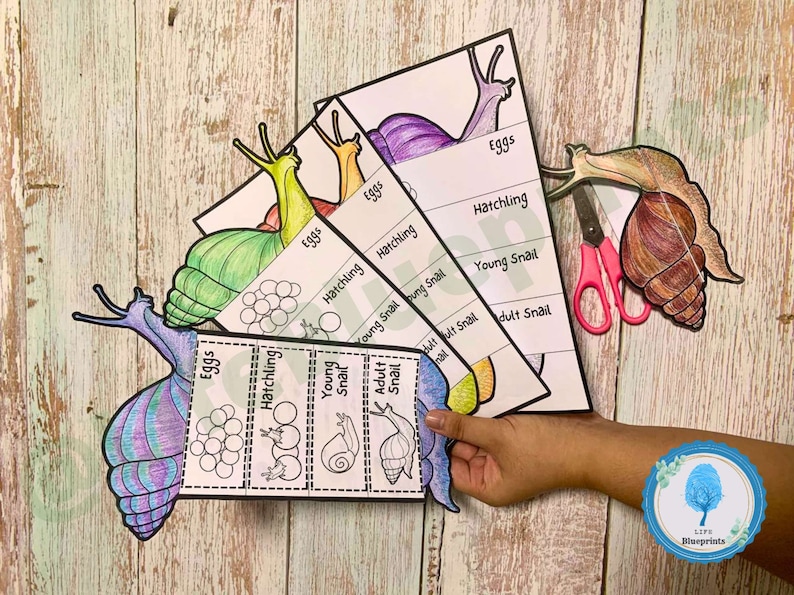 Foldable Snail Life Cycle Learning Activity for Kids | A4 and 11x8.5 ...
