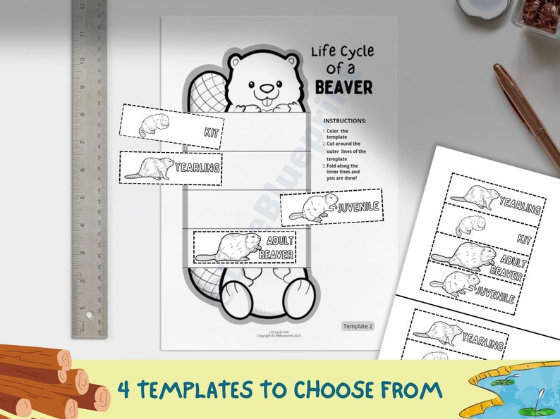 Foldable Beaver Life Cycle Learning Activity for Kids A4 and 11x8.5 ...