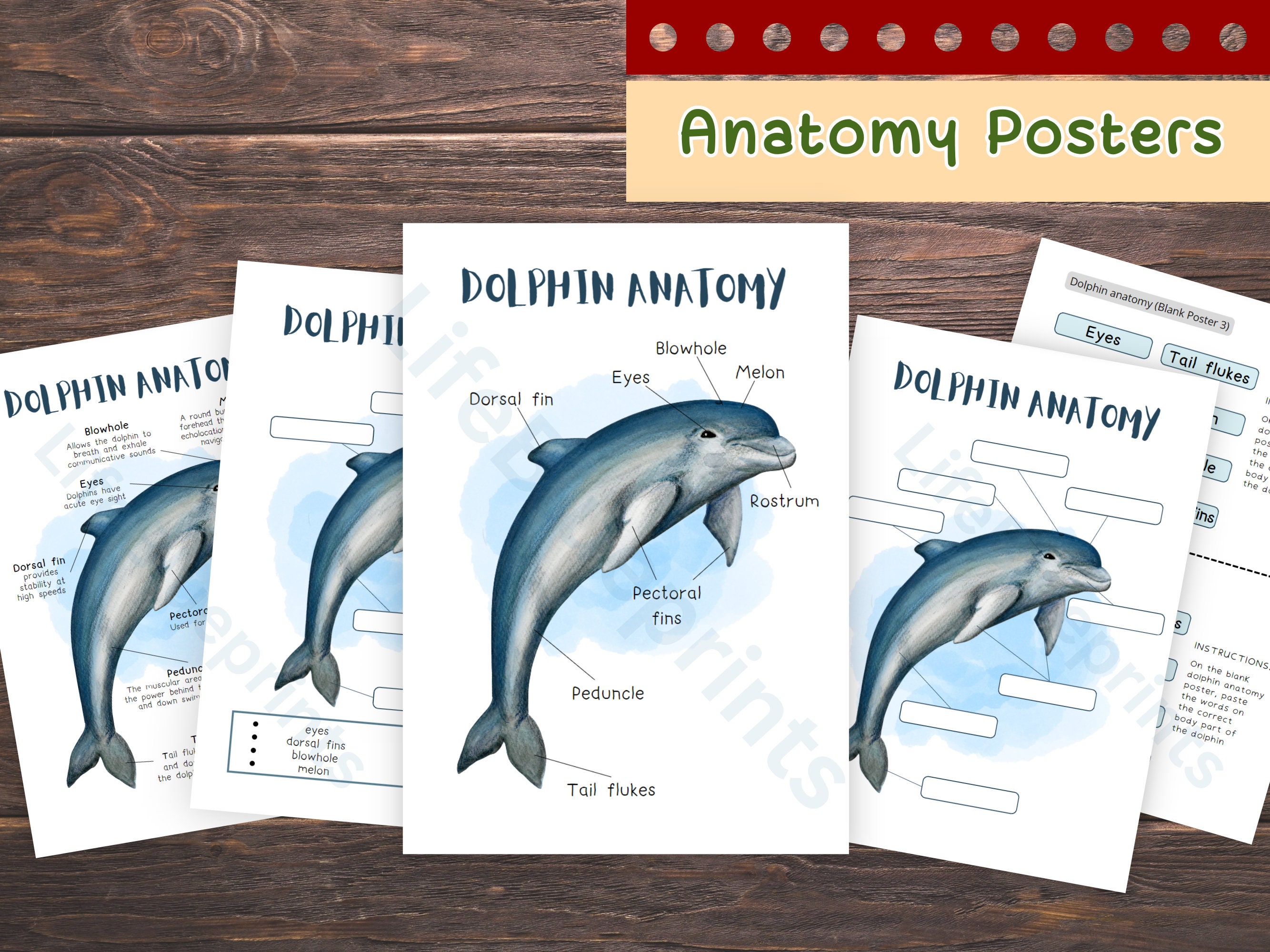 Dolphin Anatomy Poster for Kids, Nature Study, Science, Montessori ...