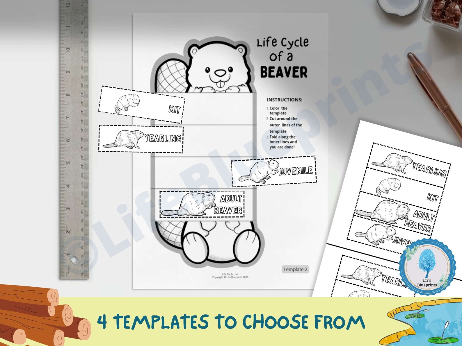 Foldable Beaver Life Cycle Learning Activity for Kids | A4 and 11x8.5 ...