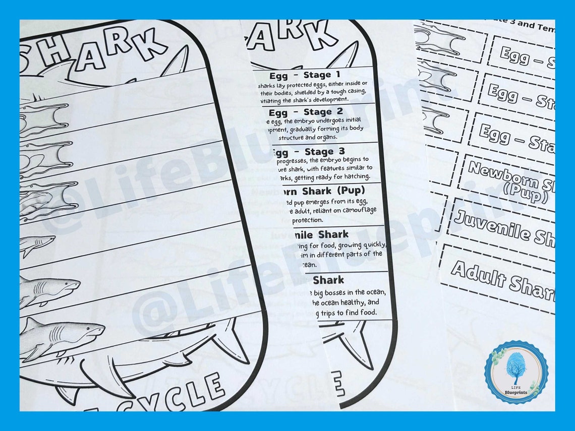 Life Cycle of a Shark Science Activity for Kids Foldable Craft Ocean ...