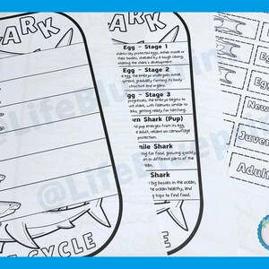 Life Cycle of a Shark Science Activity for Kids | Foldable Craft ...