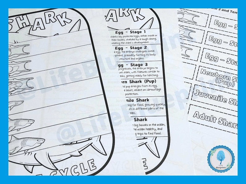 Life Cycle of a Shark Science Activity for Kids | Foldable Craft ...