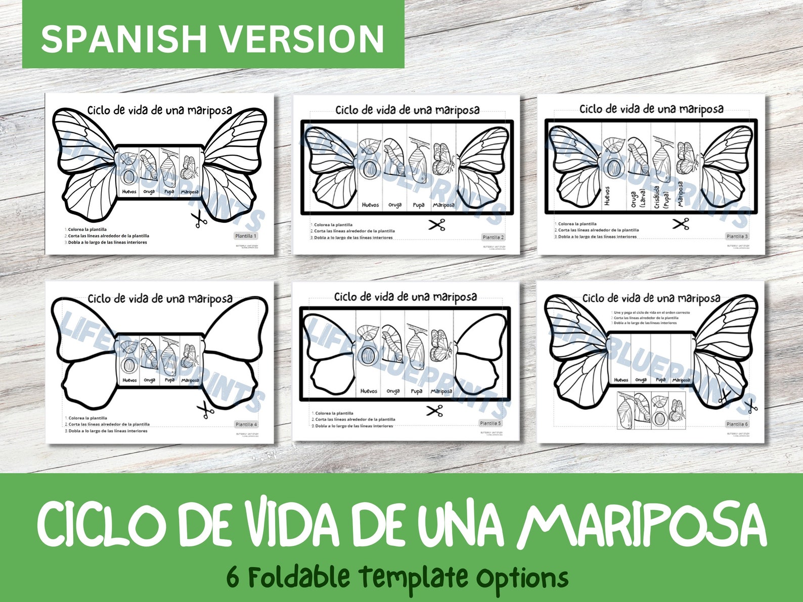 SPANISH Life Cycle of a Monarch Butterfly Foldable Life Cycle Craft ...