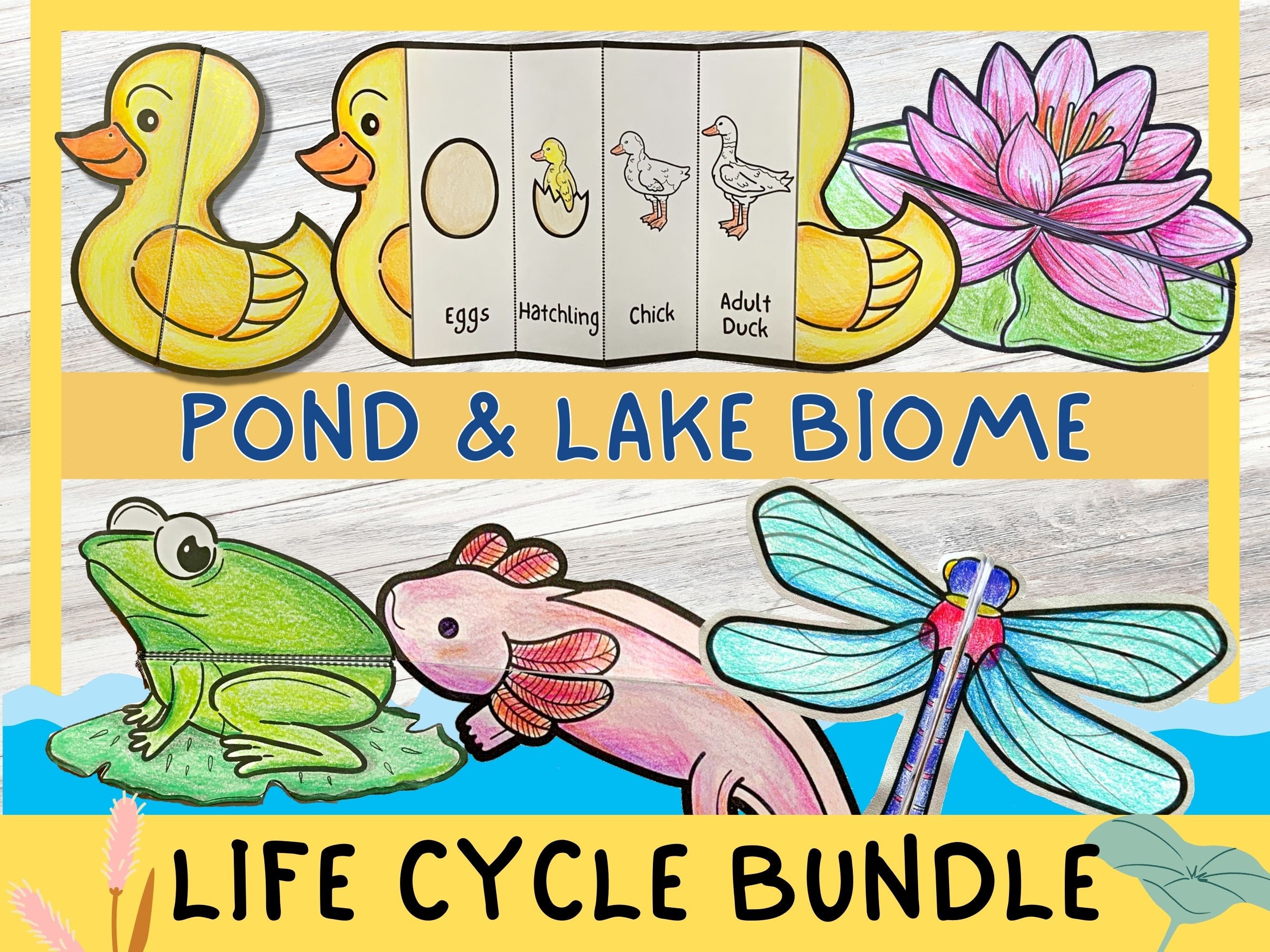POND BIOME Life Cycle Bundle of 7 Templates Discounts With Bundle ...