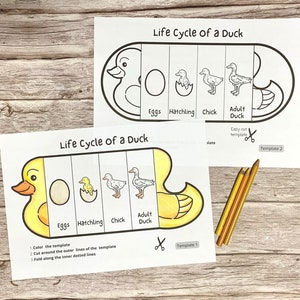 Foldable Duck Life Cycle Learning Activity for Kids A4 and 11x8.5 Inch ...