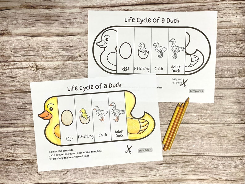 Foldable Duck Life Cycle Learning Activity for Kids A4 and 11x8.5 Inch ...