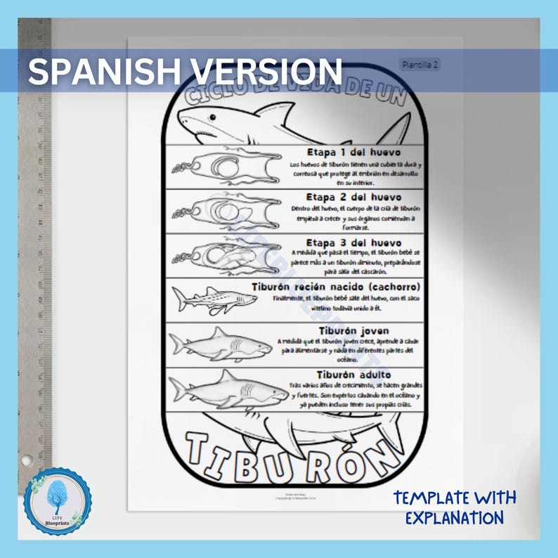 SPANISH Life Cycle of a Shark Science Activity for Kids Foldable Craft ...