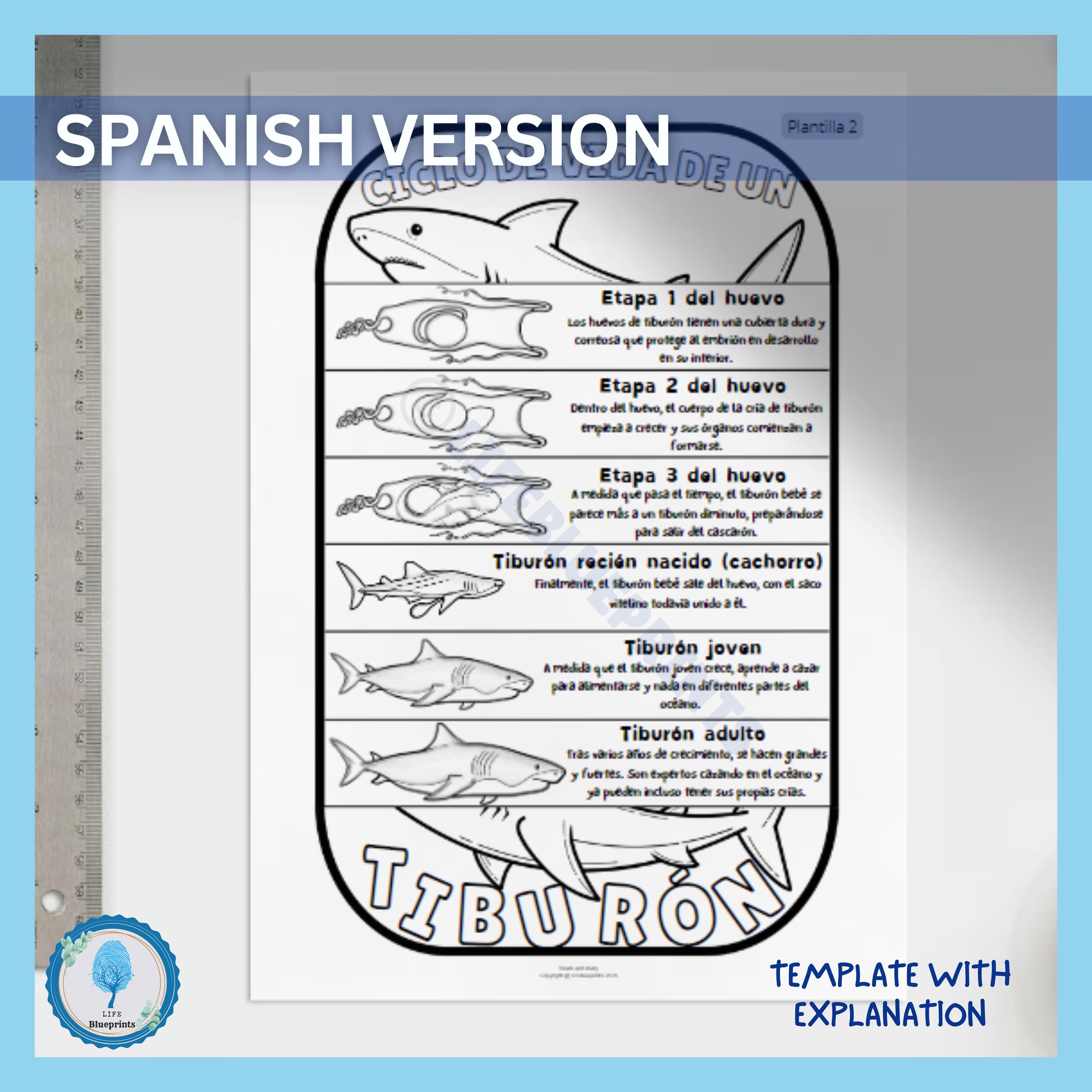 SPANISH Life Cycle of a Shark Science Activity for Kids Foldable Craft ...