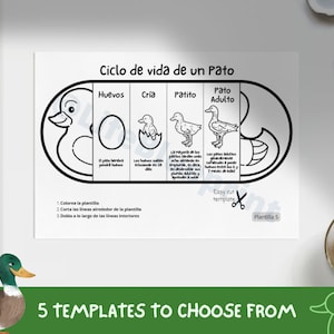 SPANISH Life Cycle of a Duck | Foldable Life Cycle Craft | Science ...
