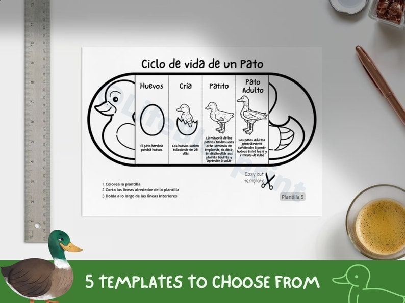 SPANISH Life Cycle of a Duck | Foldable Life Cycle Craft | Science ...