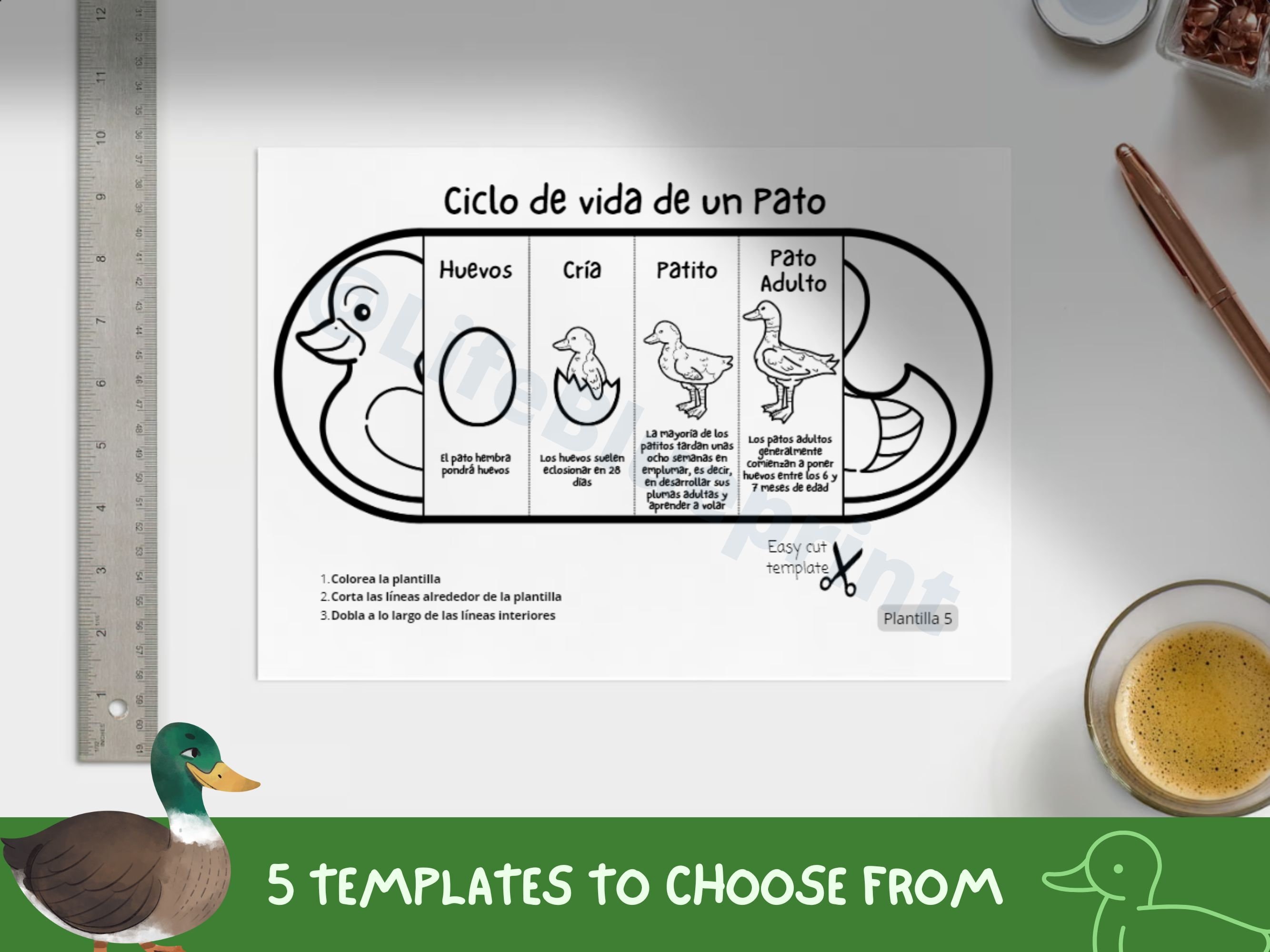 SPANISH Life Cycle of a Duck Foldable Life Cycle Craft - Etsy