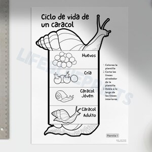 SPANISH Snail Life Cycle Learning Activity for Kids | A4 and 11x8.5 ...