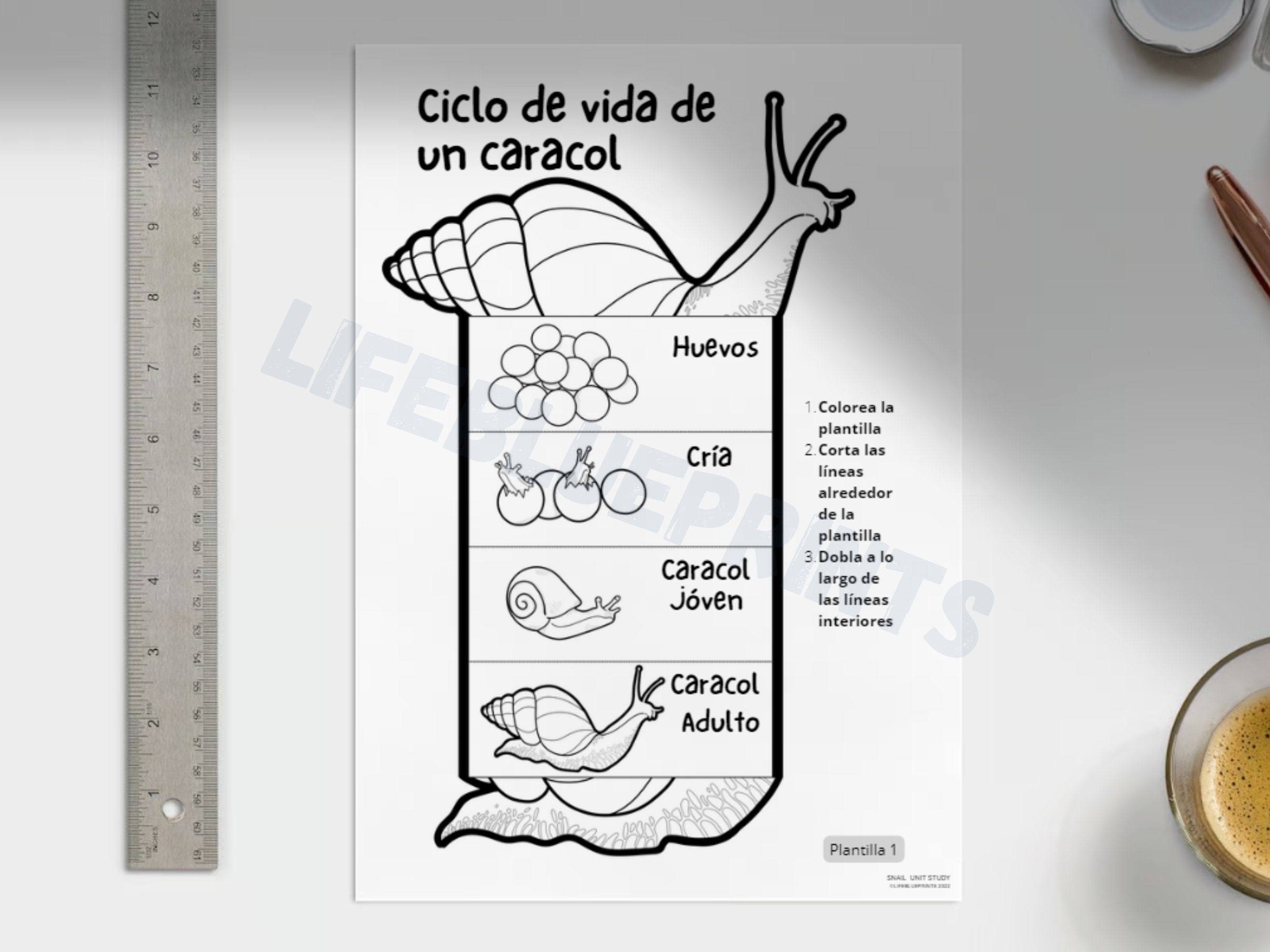 SPANISH Snail Life Cycle Learning Activity for Kids | A4 and 11x8.5 ...