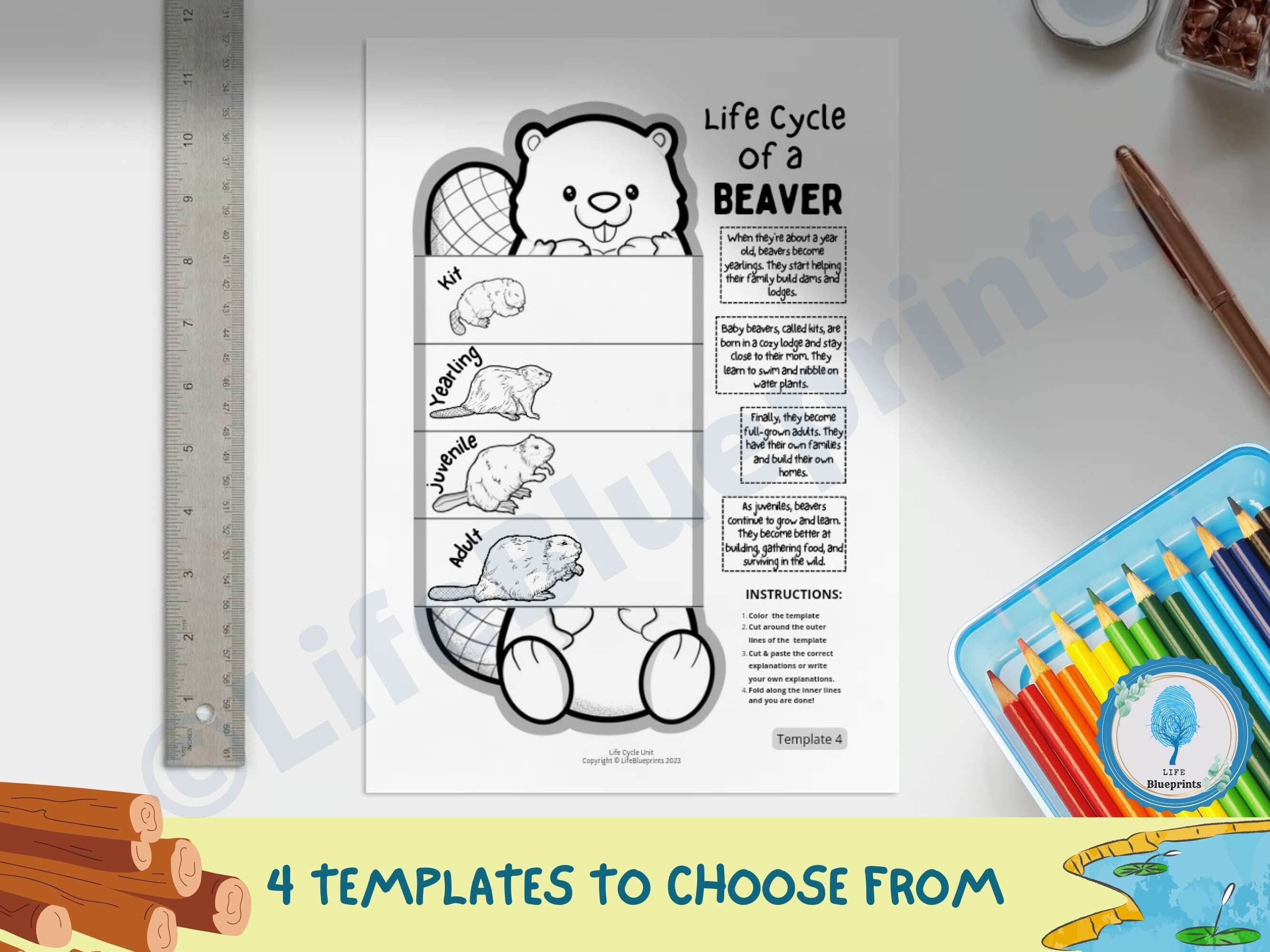 Foldable Beaver Life Cycle Learning Activity for Kids A4 and 11x8.5 ...