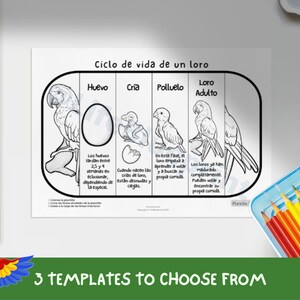 SPANISH Parrot Life Cycle Learning Activity for Kids Montessori ...