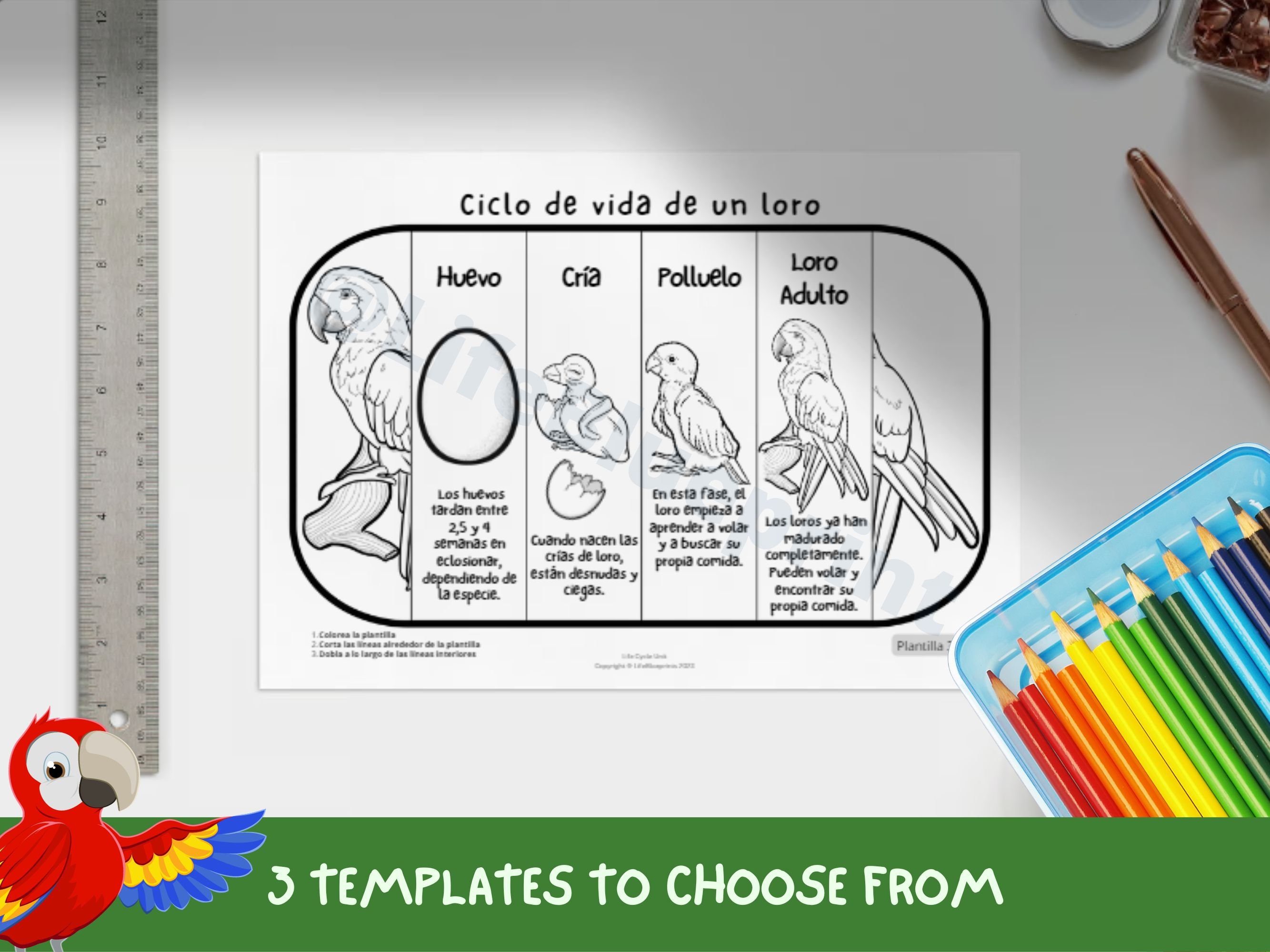 SPANISH Parrot Life Cycle Learning Activity for Kids Montessori ...