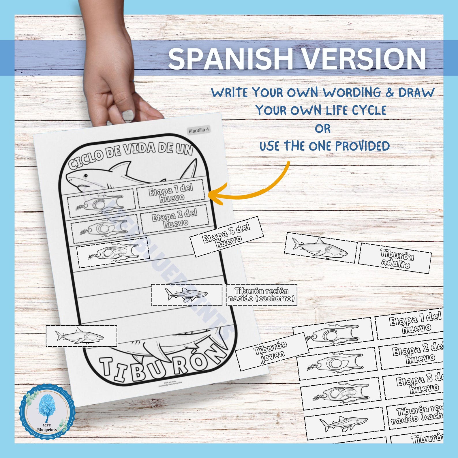 SPANISH Life Cycle of a Shark Science Activity for Kids Foldable Craft ...