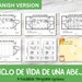 SPANISH Life Cycle of a Bee | Foldable Life Cycle Craft | Digital ...