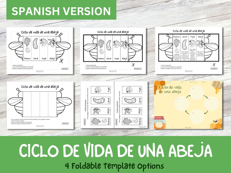 SPANISH Life Cycle of a Bee Foldable Life Cycle Craft Digital Download ...