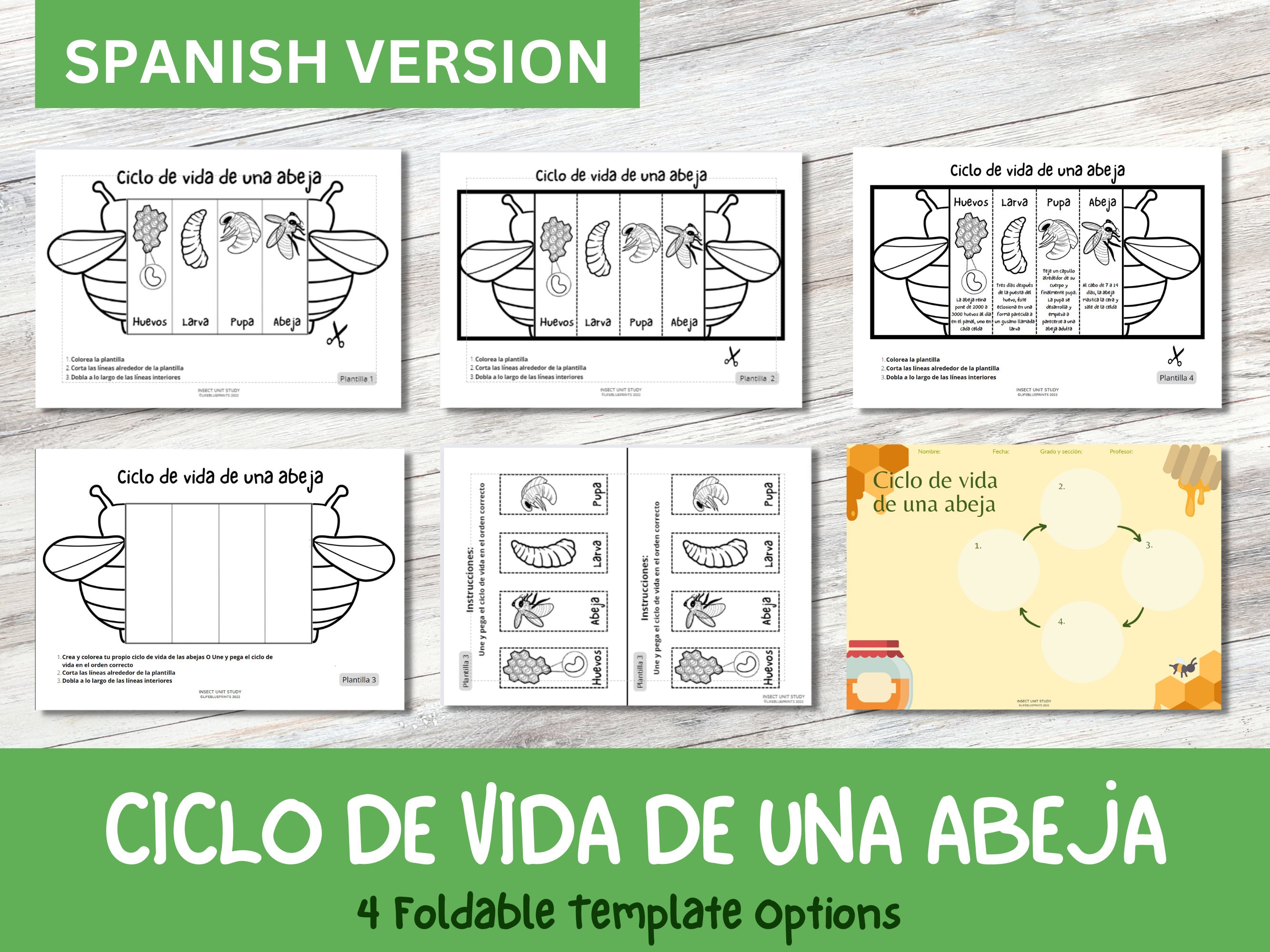 SPANISH Life Cycle of a Bee Foldable Life Cycle Craft Digital Download ...