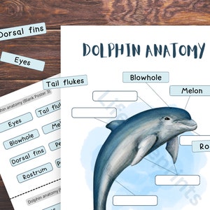 Dolphin Anatomy Poster for Kids, Nature Study, Science, Montessori ...
