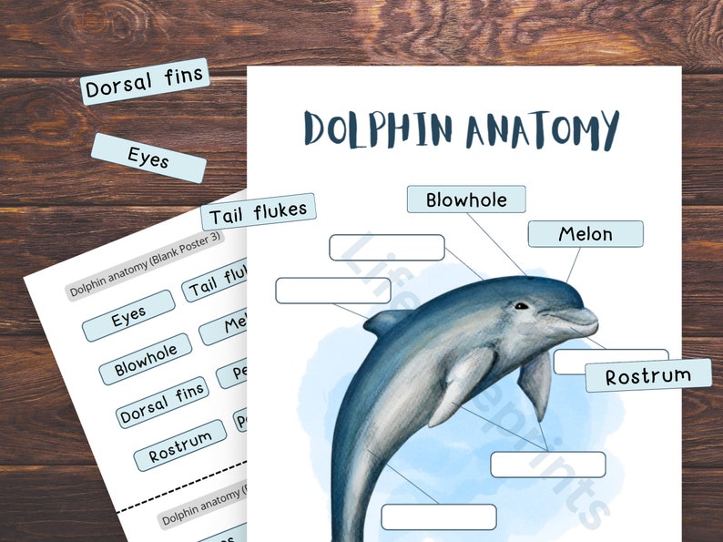 Dolphin Anatomy Poster for Kids, Nature Study, Science, Montessori ...