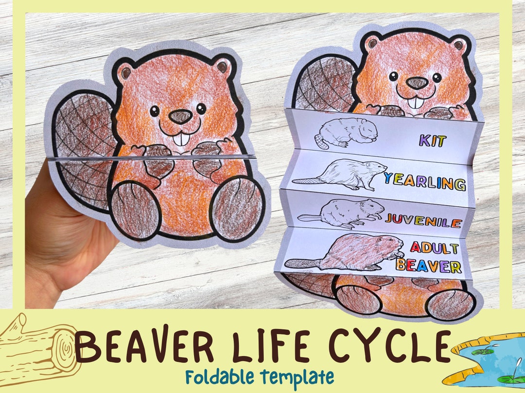 Foldable Beaver Life Cycle Learning Activity for Kids A4 and 11x8.5 ...