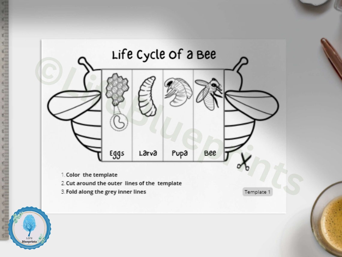 Actividad de aprendizaje plegable del ciclo de vida de las abejas para ...