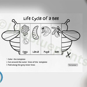 Foldable Bee Life Cycle Learning Activity for Kids | A4 and 11x8.5 Inch ...