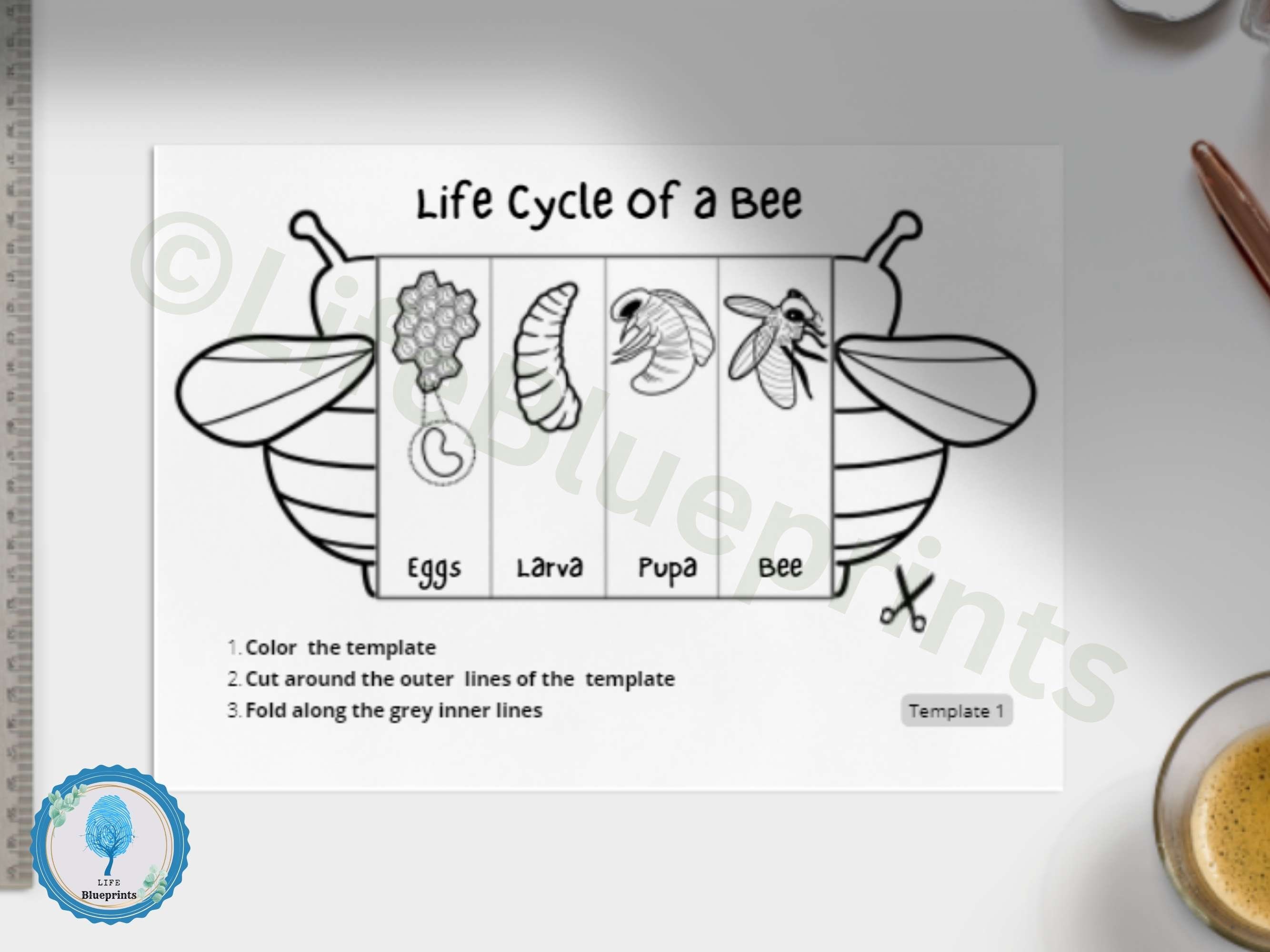 Actividad de aprendizaje plegable del ciclo de vida de las abejas para ...