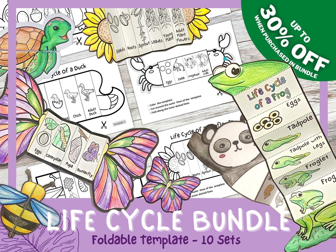 Foldable Life Cycle Bundle of 10 Templates | Discounts With Bundle ...