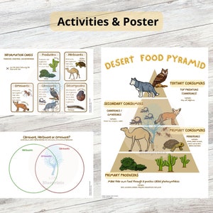 Desert Food Chains Foldable Kids' Craft | Snow Globe | Food Web ...