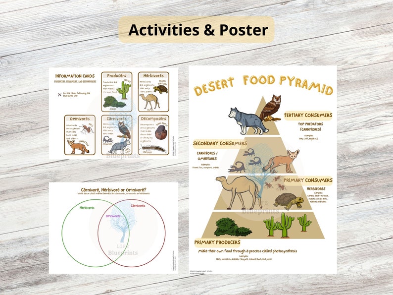 Desert Food Chains Foldable Kids' Craft | Snow Globe | Food Web ...