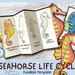 Foldable Seahorse Life Cycle Learning Activity for Kids Marine Life ...