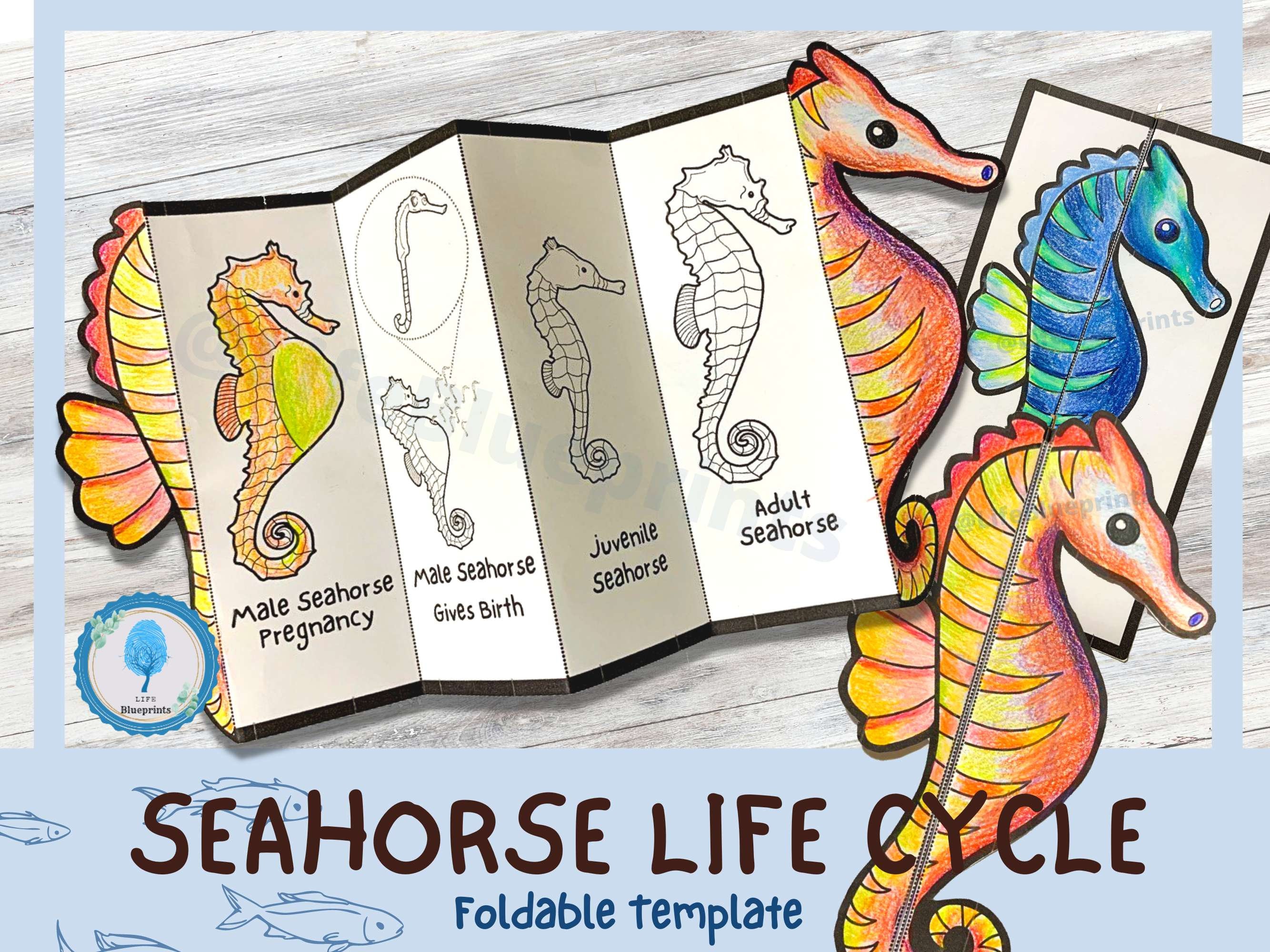 Foldable Seahorse Life Cycle Learning Activity for Kids Marine Life ...