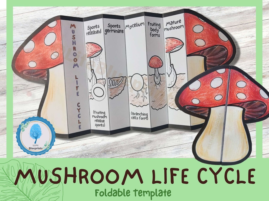 Foldable Mushroom Life Cycle Learning Activity for Kids | A4 and 11x8.5 ...