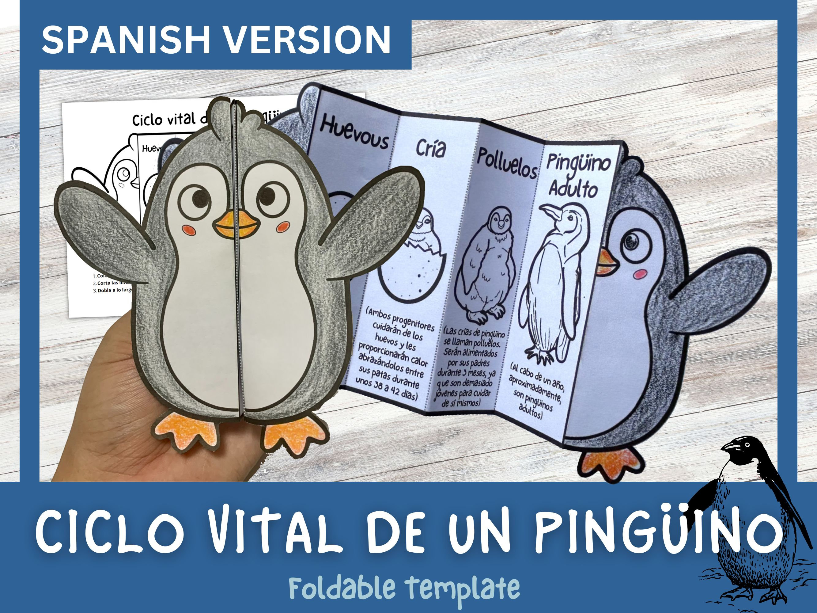 SPANISH Life Cycle of Penguin Foldable Life Cycle Craft Digital ...