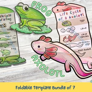 POND BIOME Life Cycle Bundle of 7 Templates | Discounts With Bundle ...